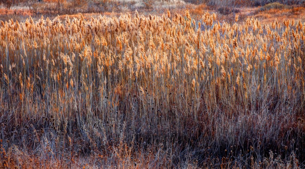 Meadow Grasses | They're Calling To Me